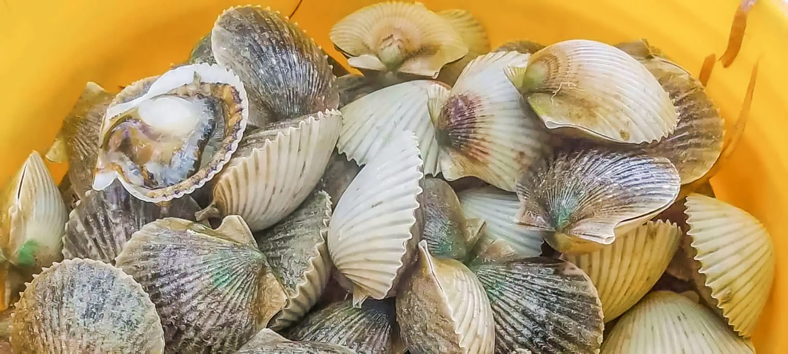 Scalloping in Hernando Beach | The Complete Visitor Guide
