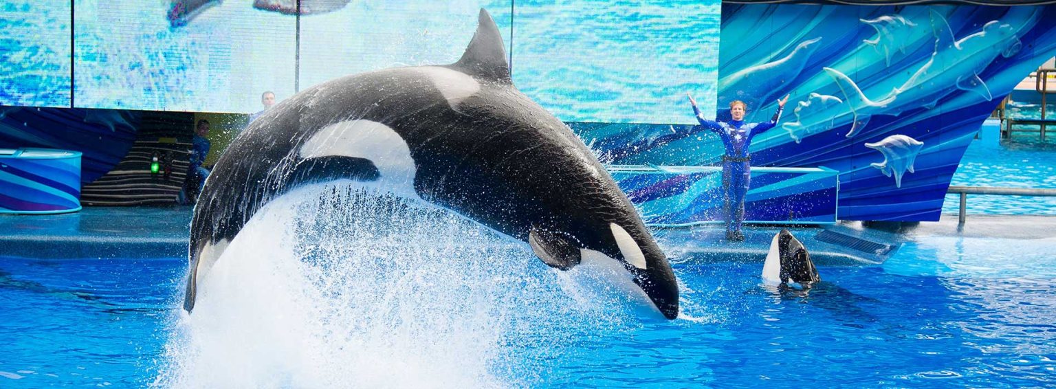 SeaWorld Orlando Florida | The Complete Visitor Guide
